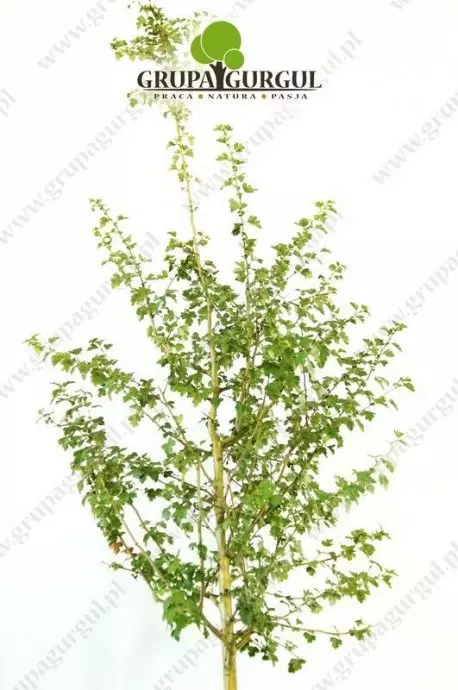 Głóg pośredni ‚Paul’s Scarlet’ – Crataegus laevigata ‚Paul’s Scarlet’