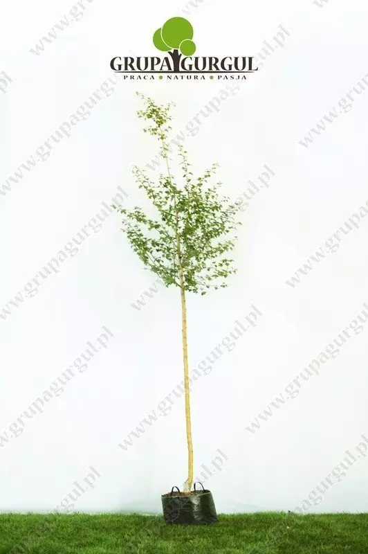 Głóg pośredni ‚Paul’s Scarlet’ – Crataegus laevigata ‚Paul’s Scarlet’