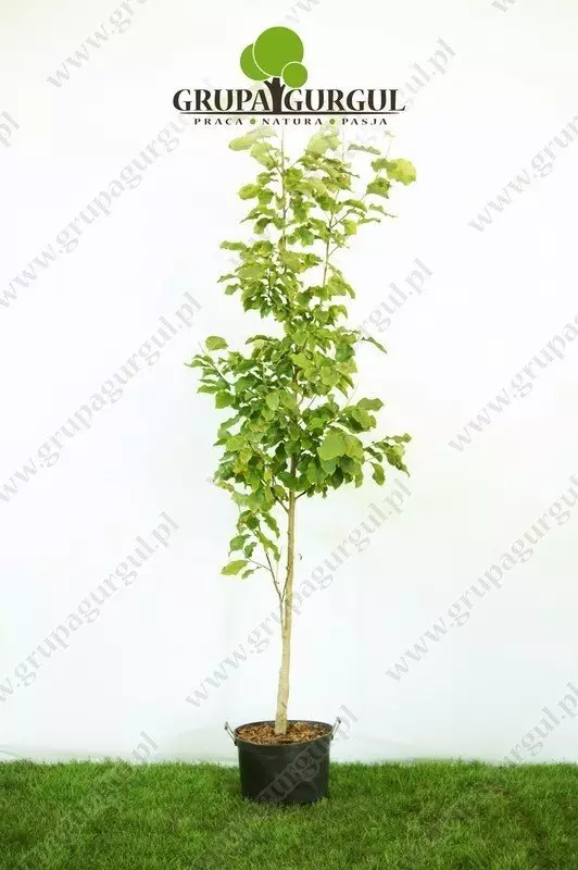 Magnolia purpurowa ‚Nigra’ – Magnolia liliiflora ‚Nigra’